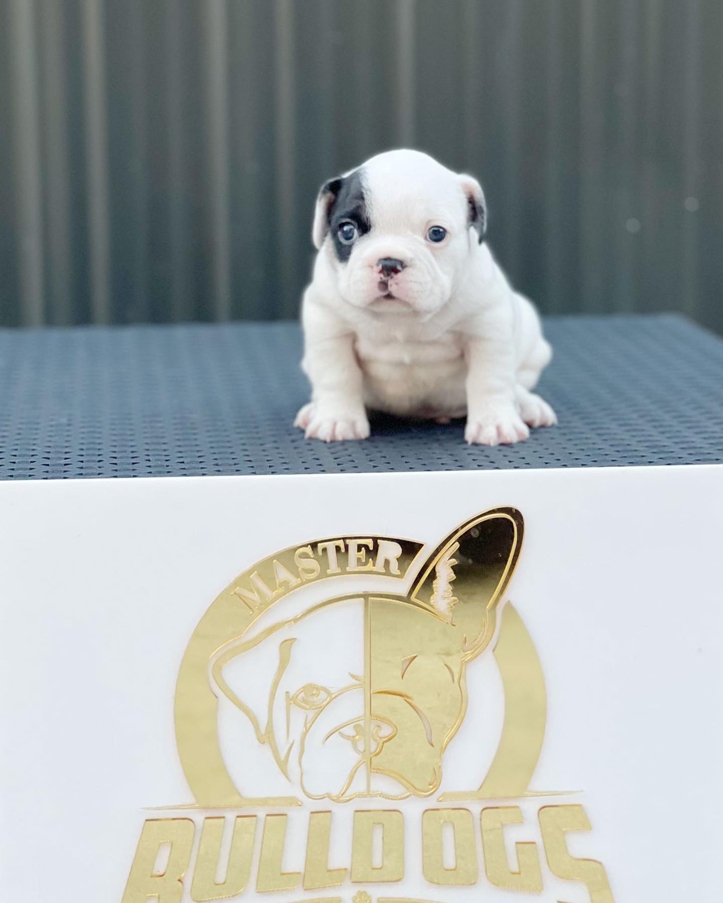 Frenchie male now master bulldogs Pepe - Master Bulldogs Miami