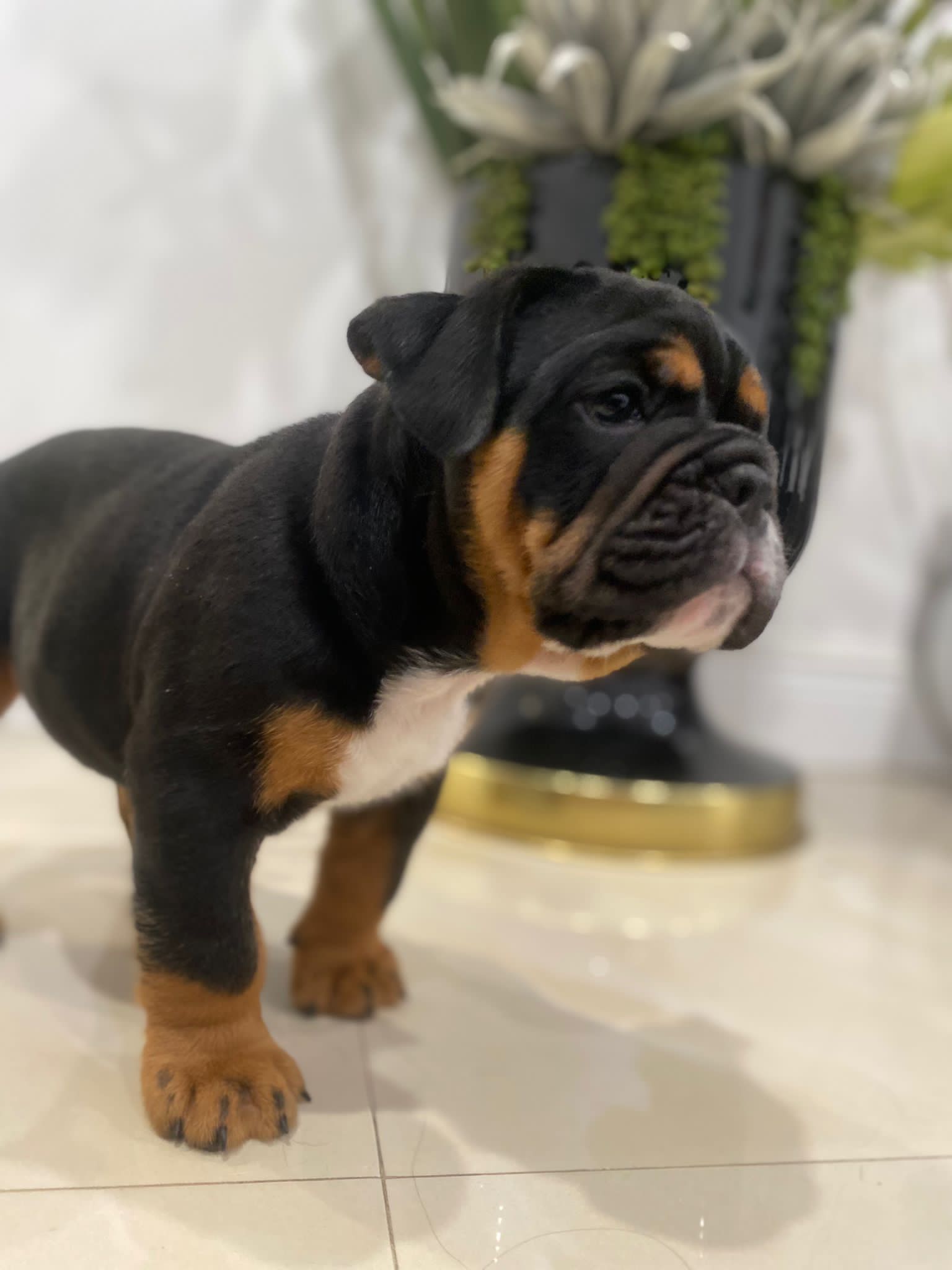 English bulldog black tree and tan male available, Master bulldogs Jose ...