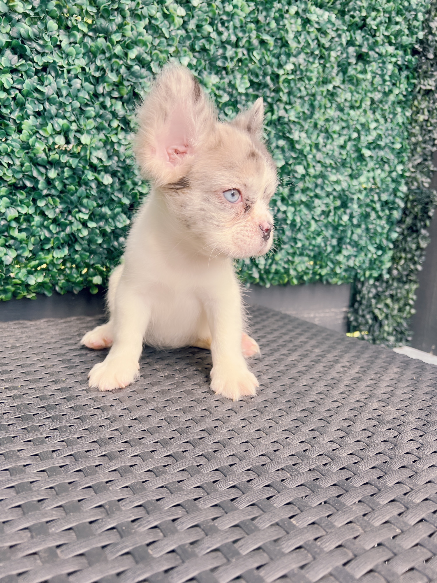 French bulldog choco pied merle female available, Master bulldogs ...