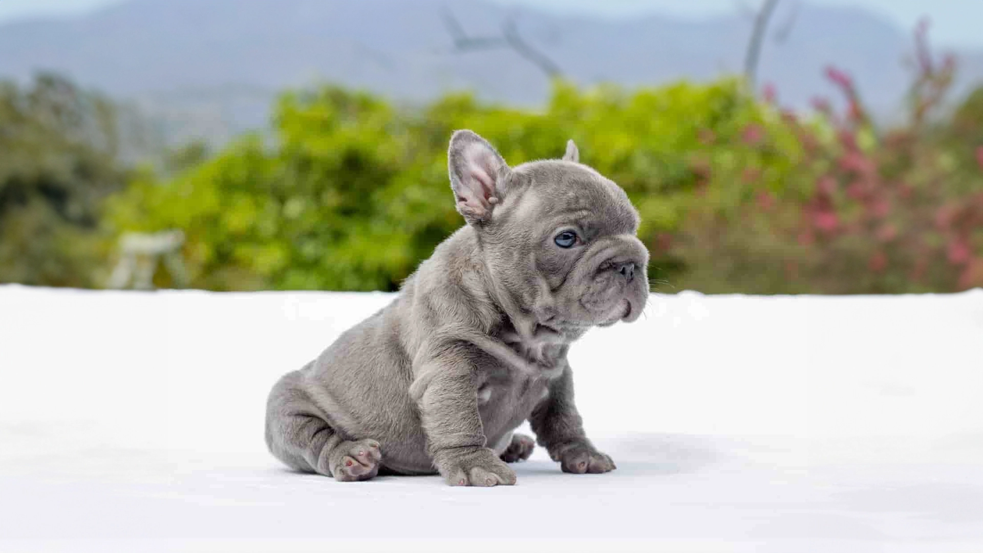 Big Rope Frenchies: Unraveling their Genetics - Master Bulldogs Miami