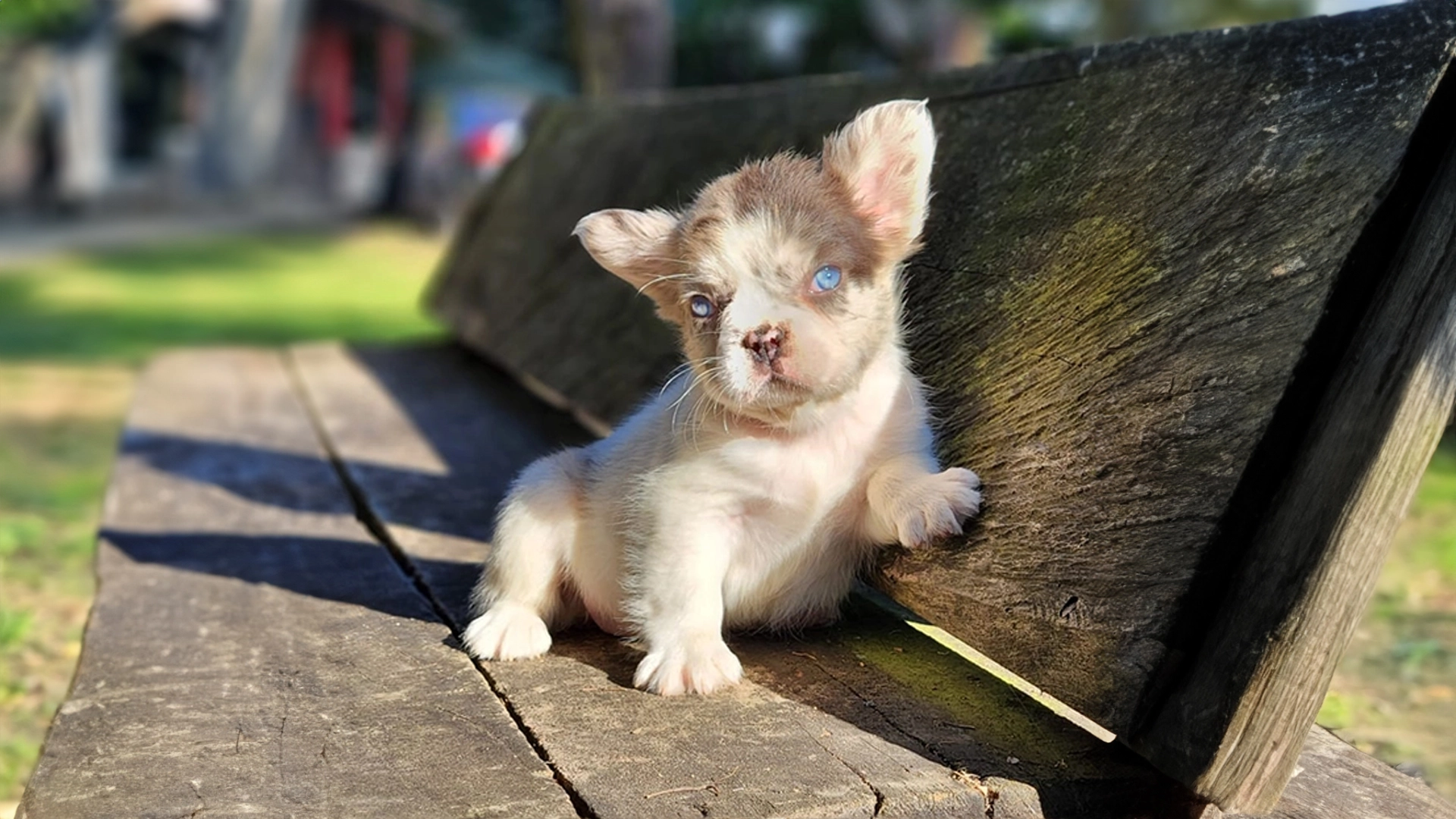 The Colorful Canines: Pink Husky Koi Frenchies and their Unique ...