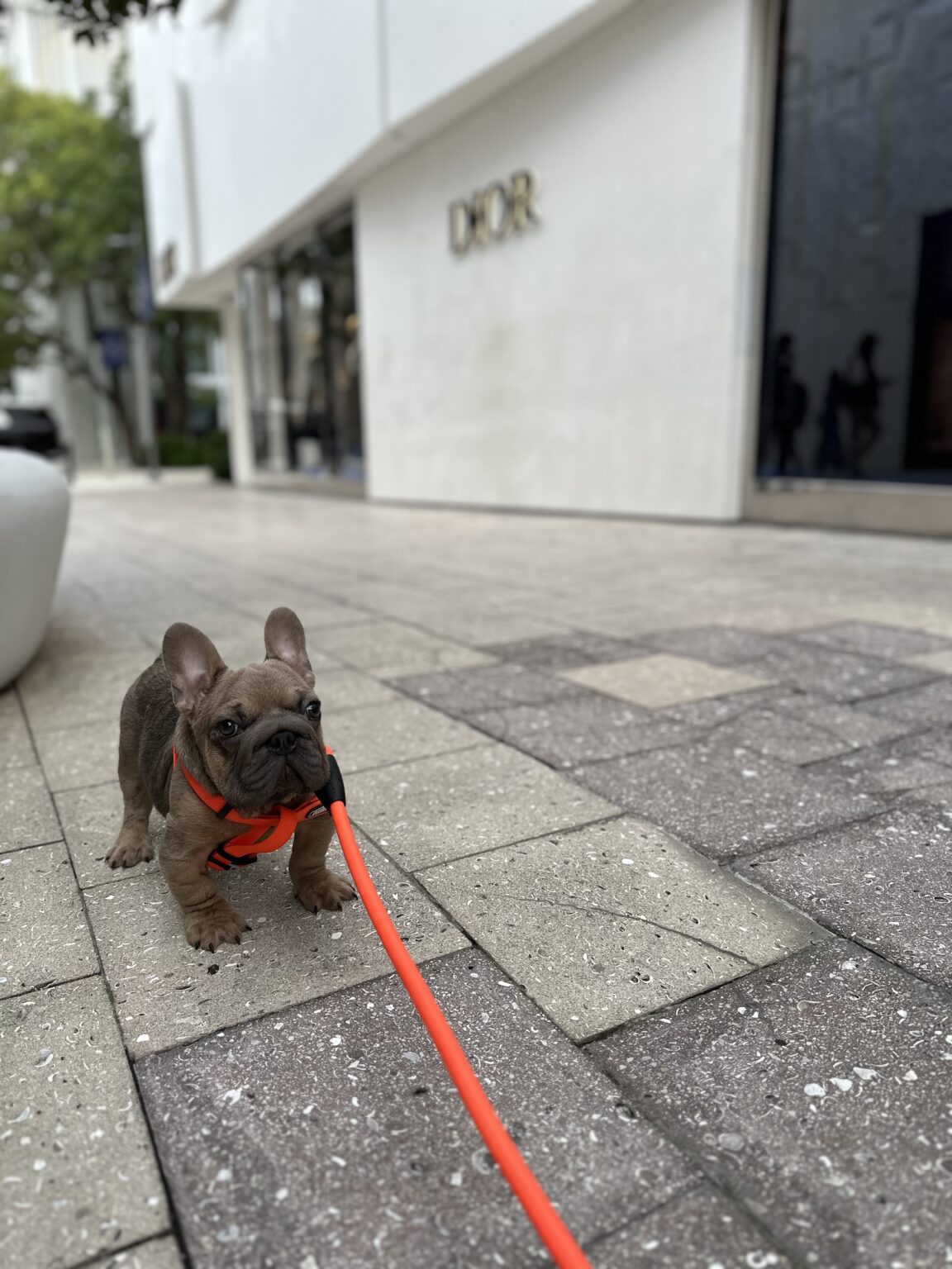 French bulldog big rope C2 carrier male available - Master Bulldogs Miami